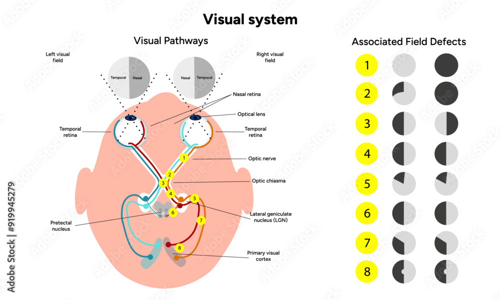 Visual pathway. Human brain and eyes, optic nerves, and visual cortex ...