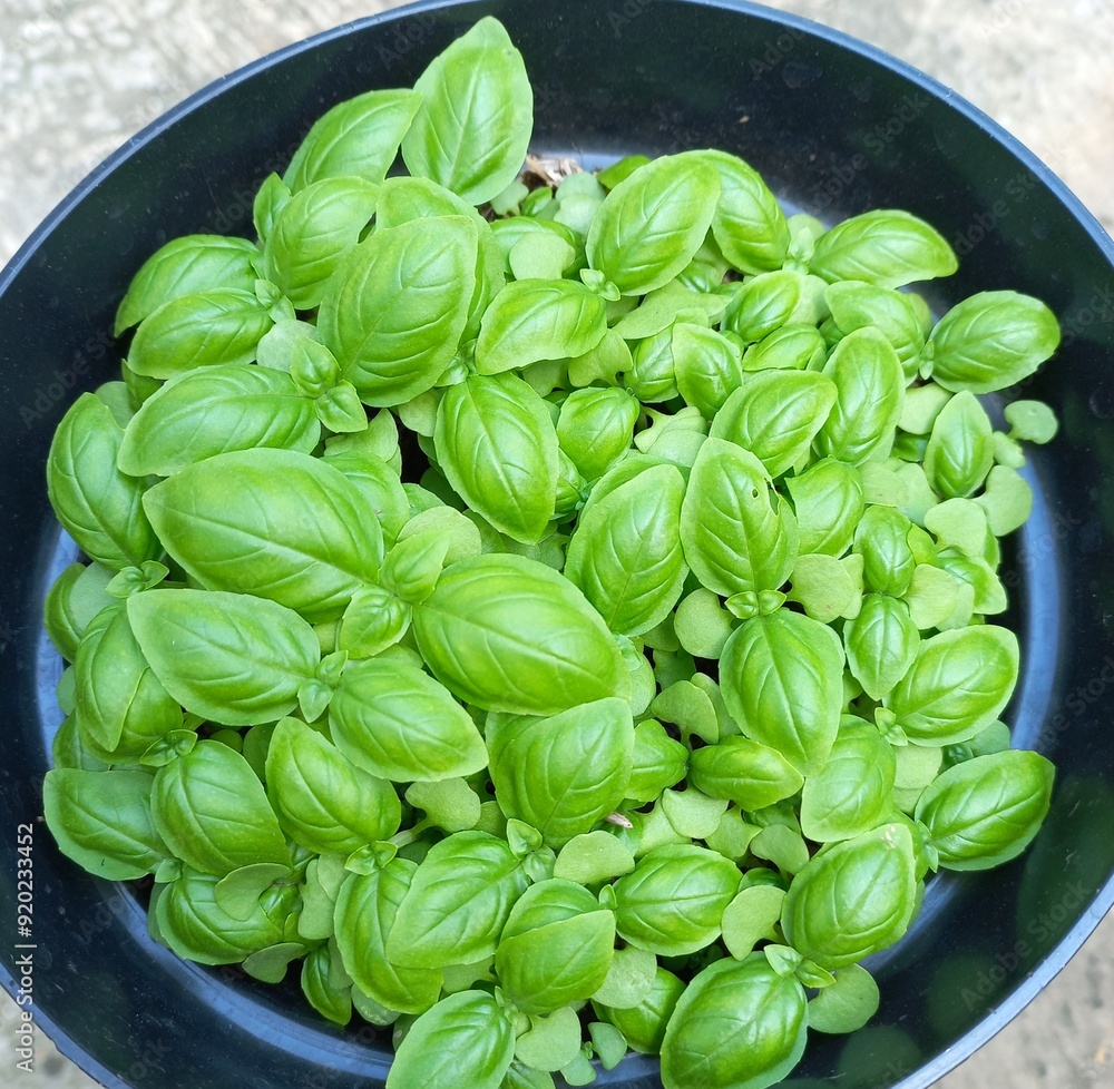 Fresh baby basil plant from garden with green leaves that can be used ...