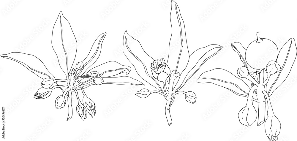 Chiku elements. Sapodilla naseberry pouteria line fruits. Vector ...