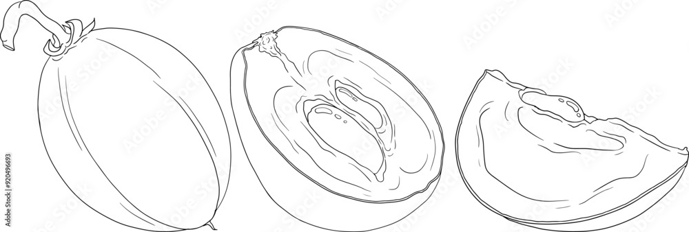 Chiku elements. Sapodilla naseberry pouteria line fruits. Vector ...