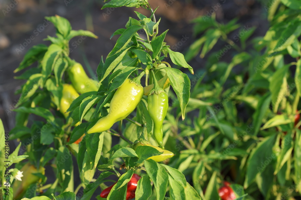 Red capias pepper production in the field Stock Photo | Adobe Stock