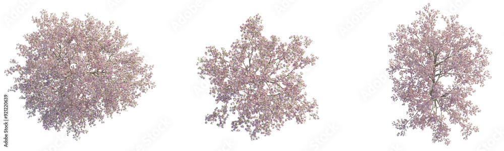 Cornus florida tree plant 4k png cutout Stock Photo | Adobe Stock