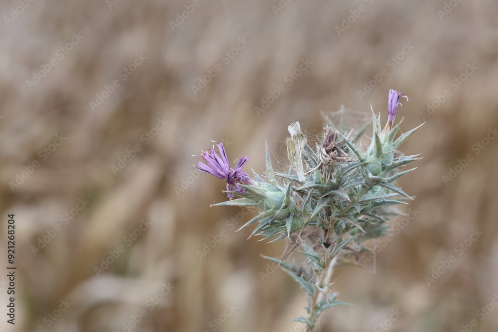 Carthamus glaucus, the glaucous star thistle, is a species of plant in ...