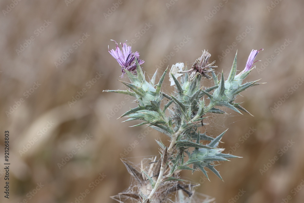 Carthamus glaucus, the glaucous star thistle, is a species of plant in ...