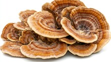 Green Turkey Tail Fungus On Log Free Stock Photo - Public Domain Pictures