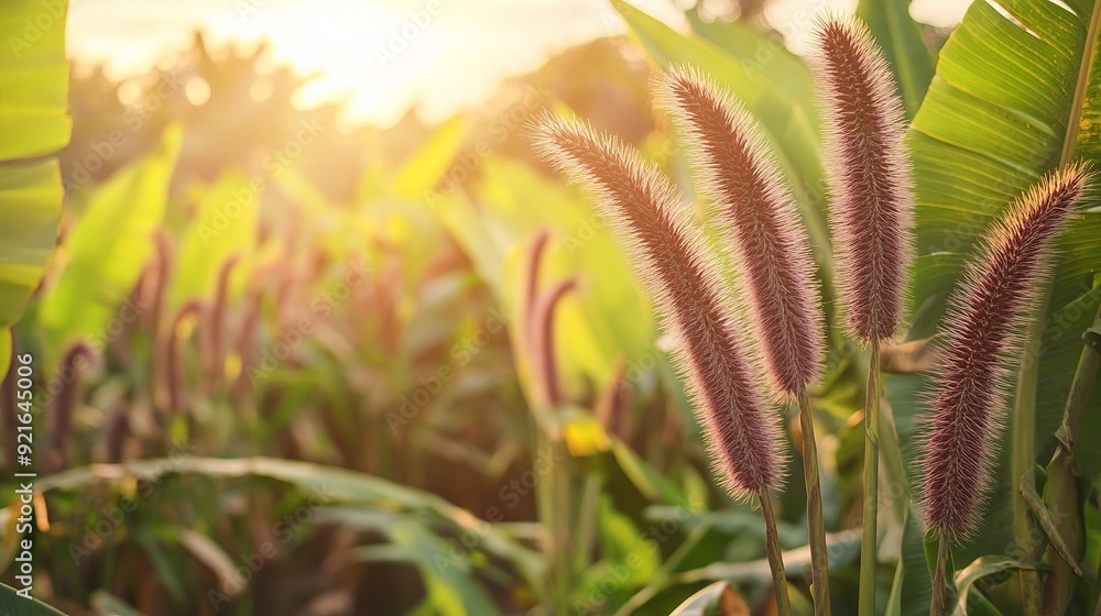 Pennisetum purpureum, commonly known as Napier grass, elephant grass ...