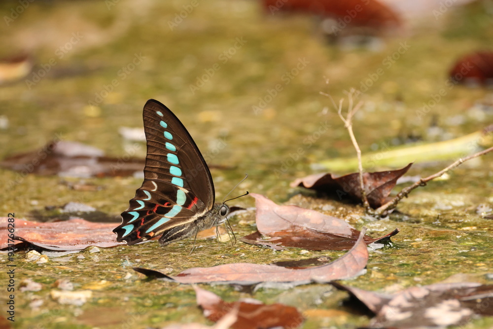 Graphium anthedon is a butterfly of the family Papilionidae, that is ...