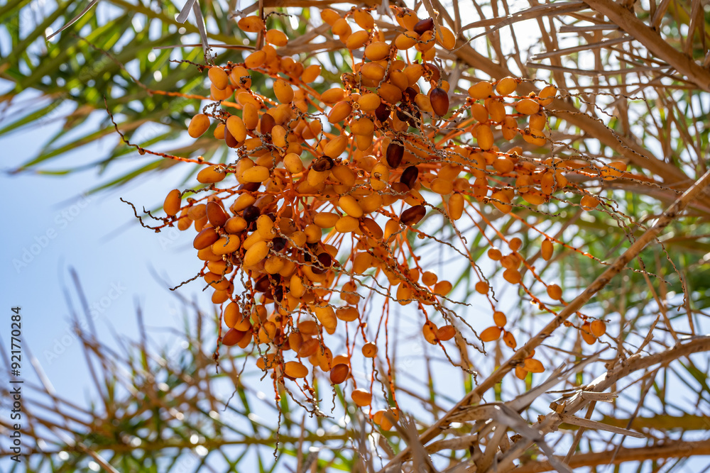 Phoenix dactylifera, the date palm, is a flowering-plant species in the ...