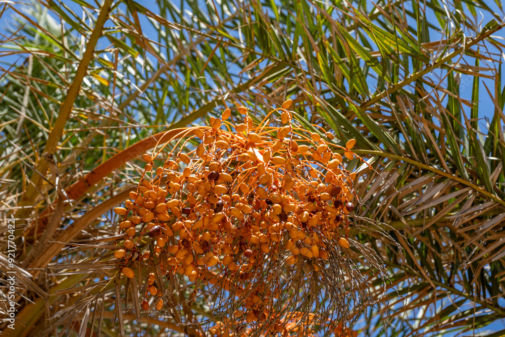 Phoenix dactylifera, the date palm, is a flowering-plant species in the ...