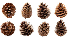 Christmas Pine And Pinecone Free Stock Photo - Public Domain Pictures