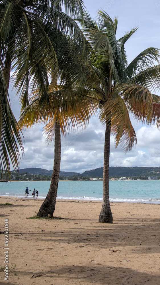 palm trees on a beach (carolina playa in san juan puerto rico) scenic ...