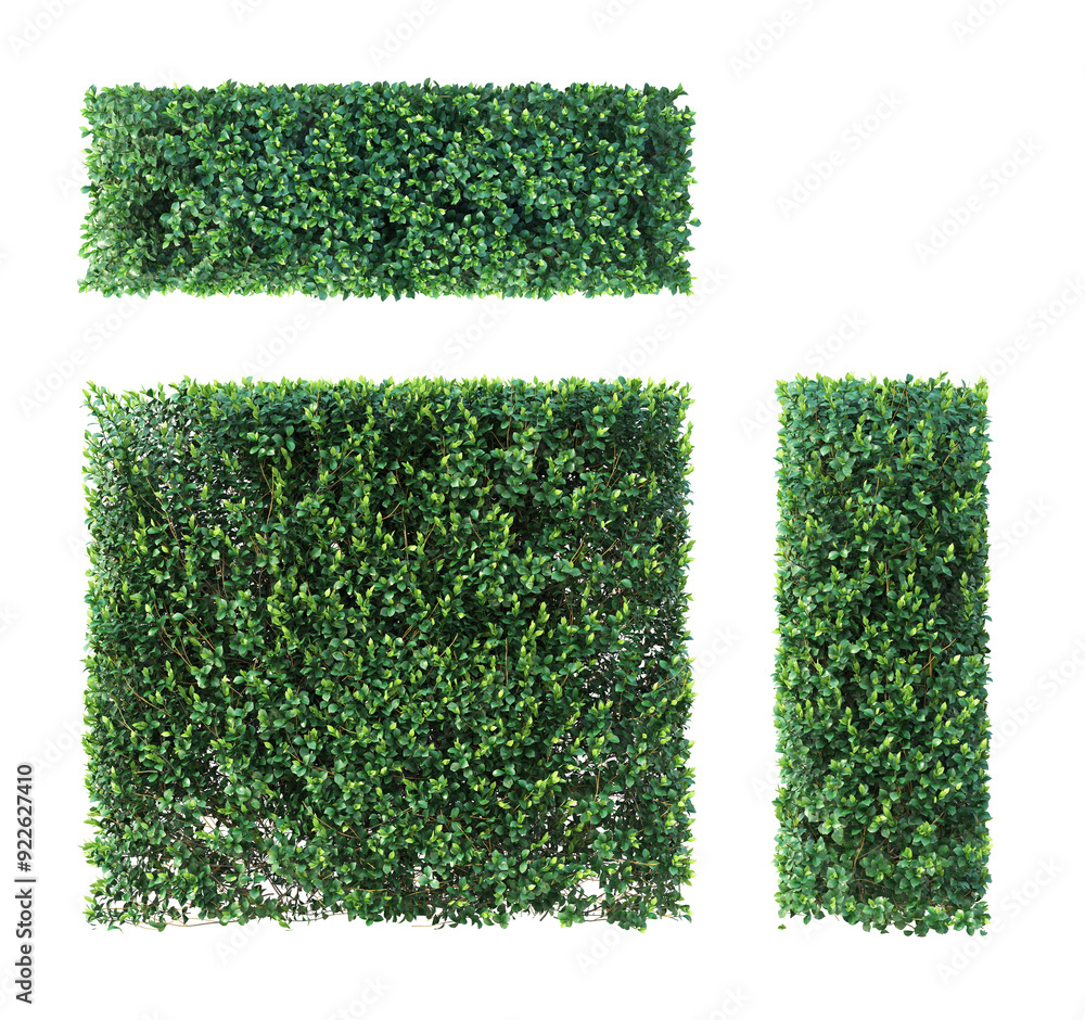boxwood hedges wall front view, top view, side view isolated on white ...