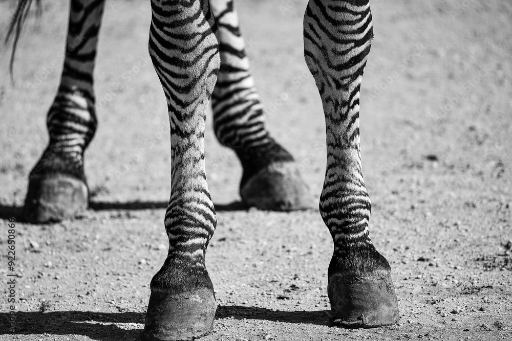 Genuine black and white photograph of zebra legs. Long skinny legs of different with knobbly ...