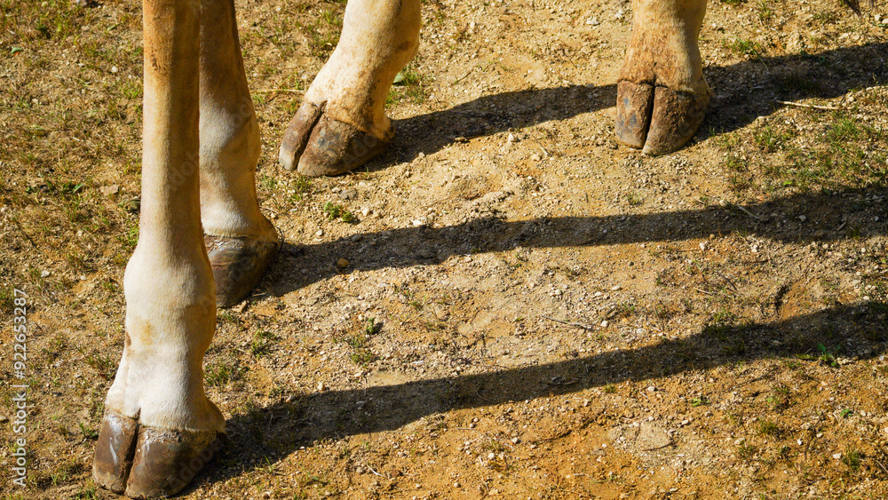 Genuine photograph of giraffe feet. Giraffes have cloven hooves ...