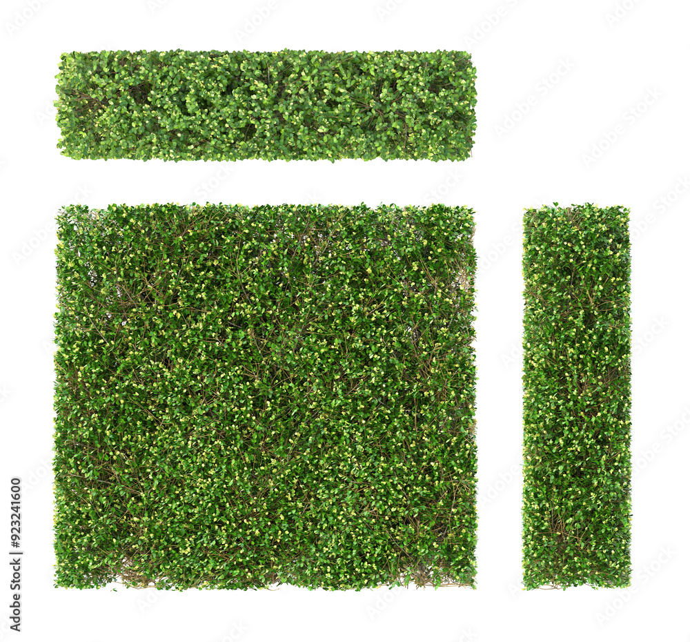 boxwood hedges wall front view, top view, side view isolated on white ...