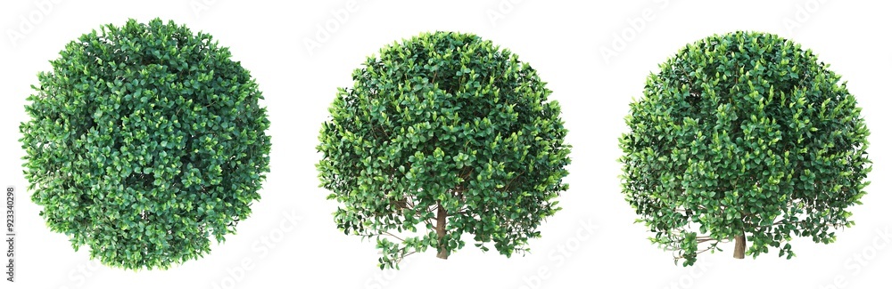 boxwood sphere hedges front view, top view, side view isolated on white ...
