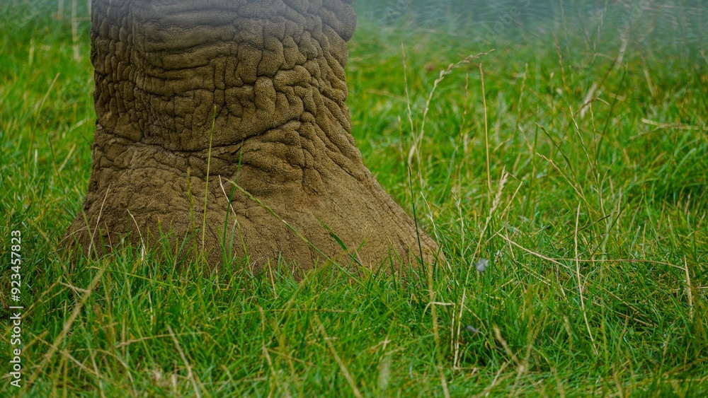 Safari inspired close up shot elephant legs. These African animals have ...