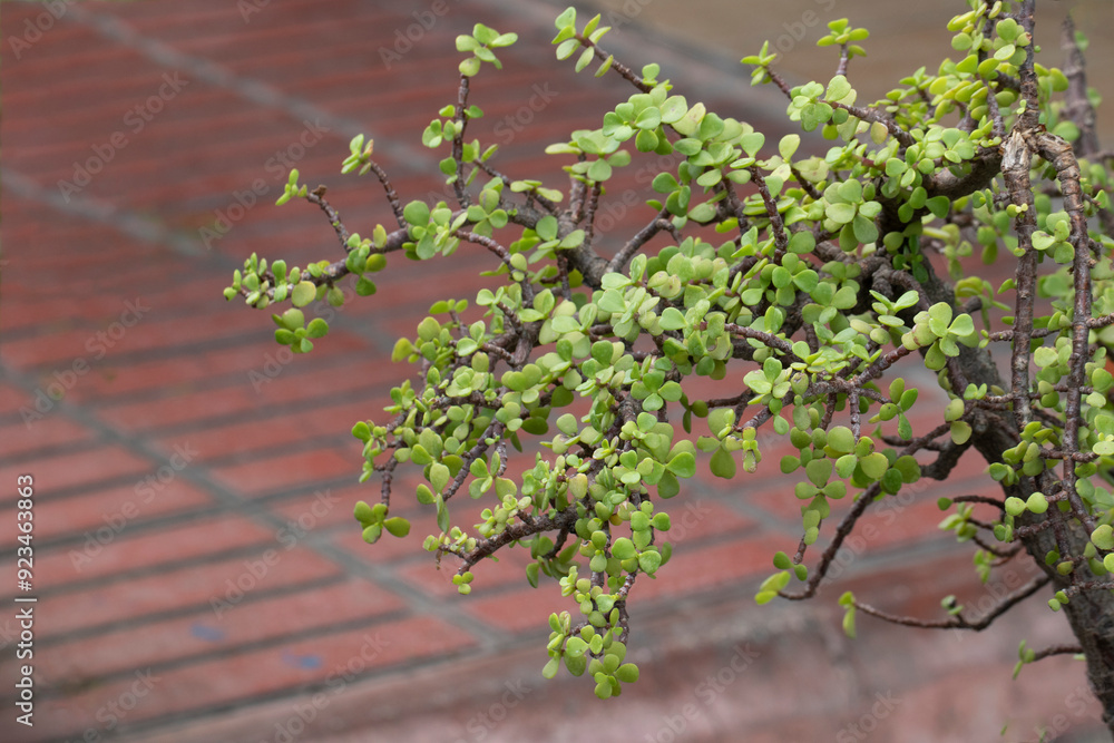 Elephant Bush, Elephant Food, Purslane Tree or Spekboom (Portulacaria ...