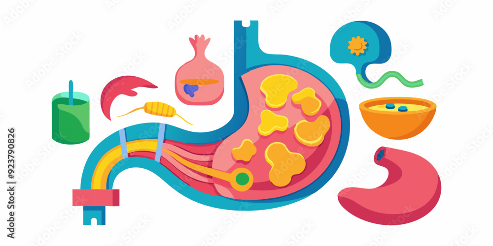 3D stomach vector set, esophagus icon kit, anatomy medical illustration ...
