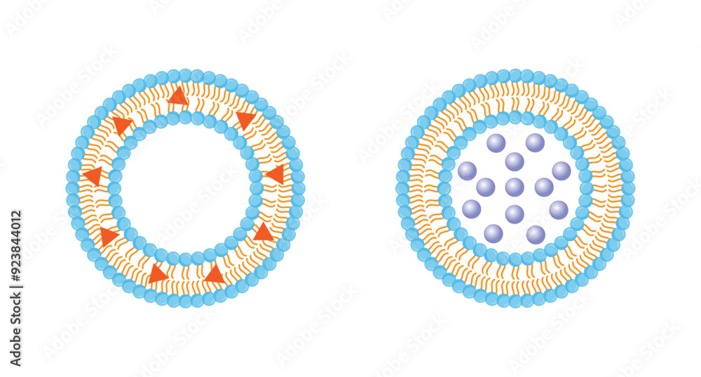 Liposome, with hydrophilic and hydrophobic loads. Phospholipids, Drug ...