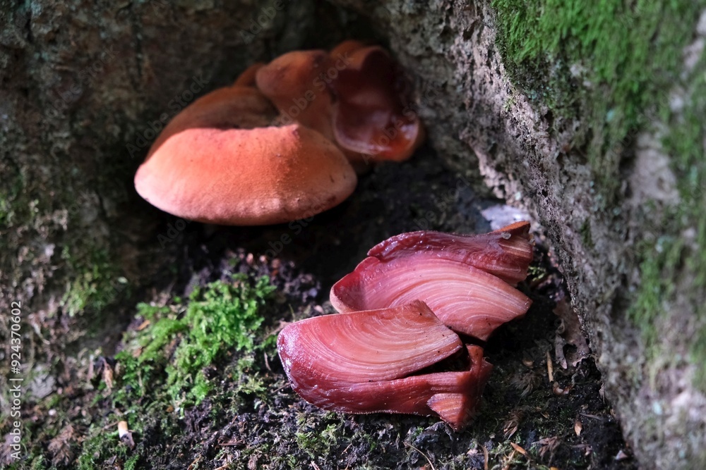 Fistulina hepatica and cut fruit body in forest, commonly known as ...
