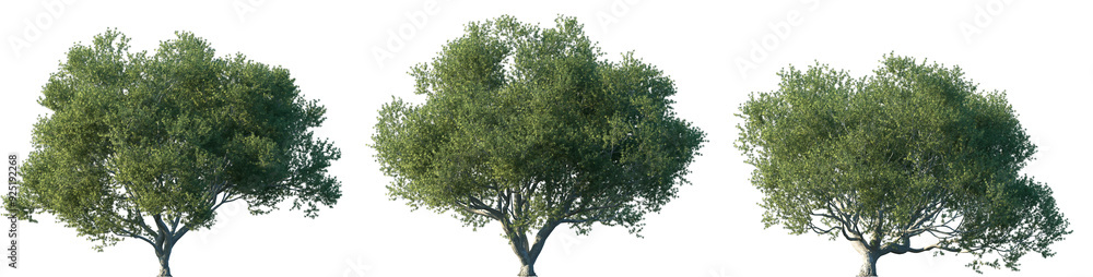 Set of 3 Juniperus oxycedrus (Cade, cade juniper, prickly juniper ...