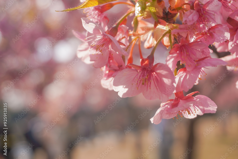 Tokyo sakura it's very popular places to visit kanzakura(pink kind) it ...