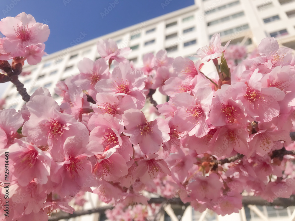 Tokyo sakura it's very popular places to visit kanzakura(pink kind) it ...