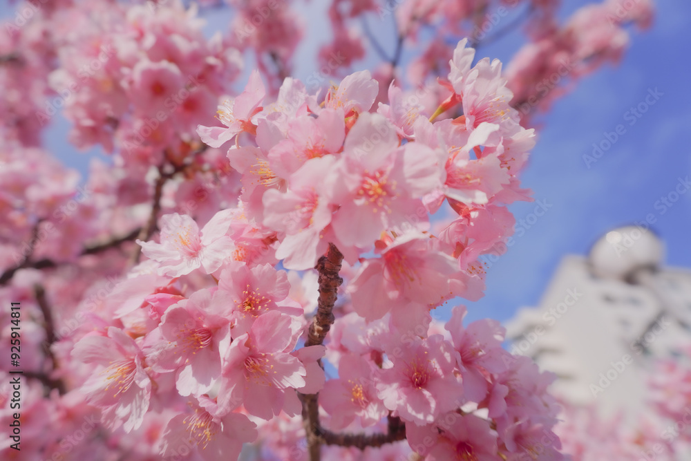 Tokyo sakura it's very popular places to visit kanzakura(pink kind) it ...