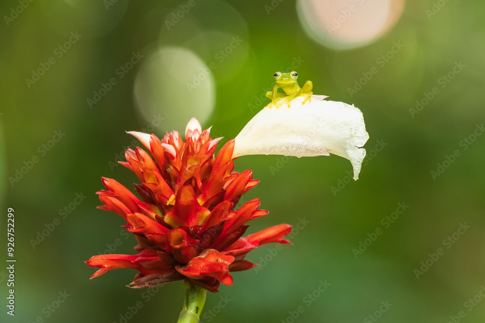 Centrolene prosoblepon is a species of frog in the family Centrolenidae ...