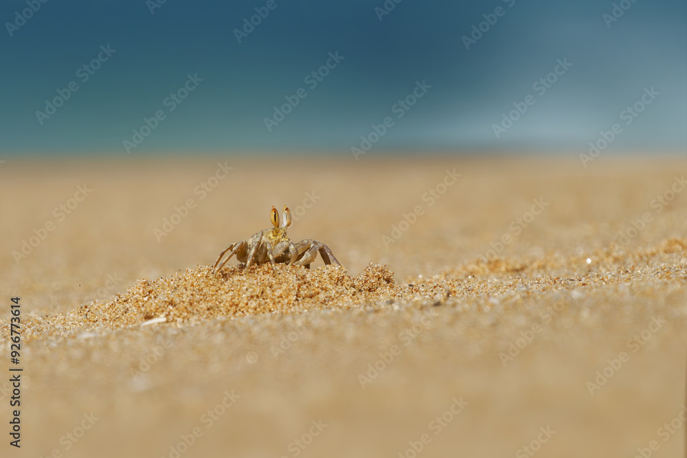 Crayfish - Ocypode brevicornis Ghost Crab found on sandy beaches of ...