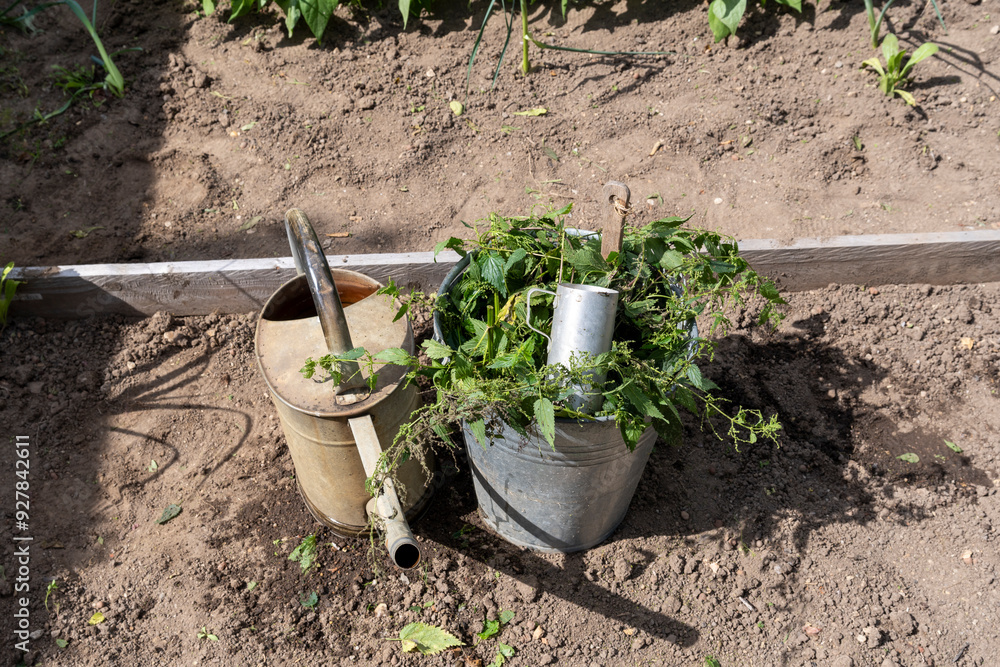 Watering can with fresh water and a bucket of nettle liquid manure ...