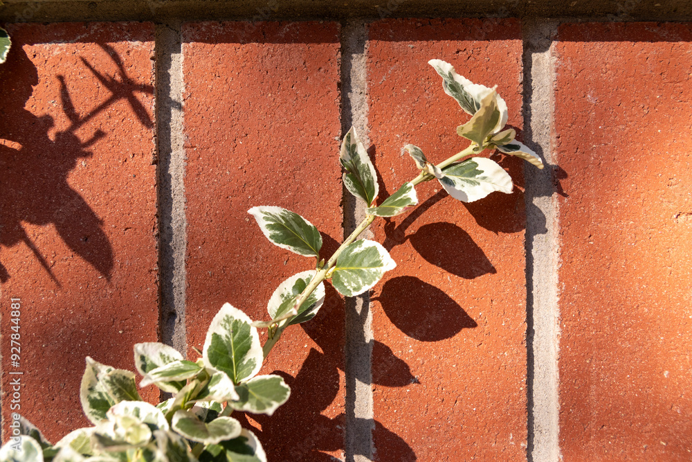 Sunlit variegated ivy plant climbing a textured red brick wall, casting ...