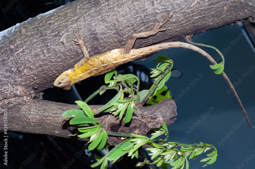 Cekibar or Draco volans is a species of flying lizard that is ...