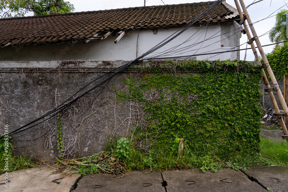 Ivy plant, creeper climbing up concrete wall around home in Seminyak ...
