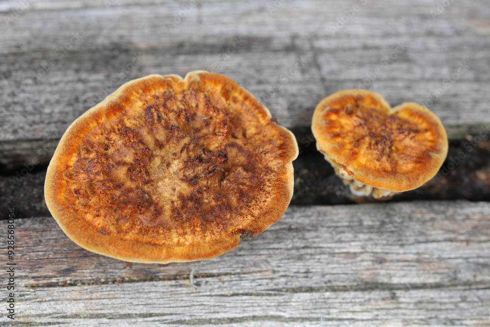 Fungus rusty gilled polypore (Gloeophyllum sepiarium) colonized by ...
