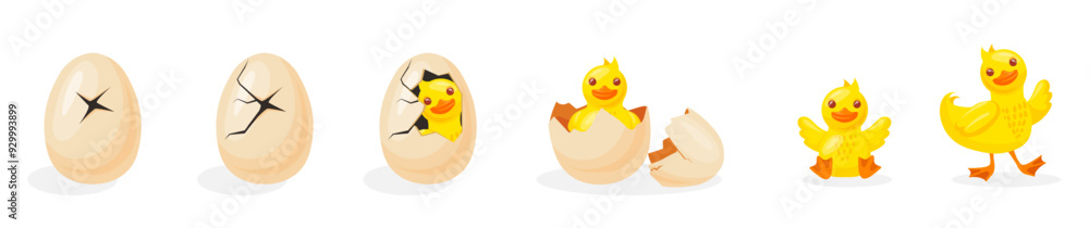 Duckling hatching. Duck hatch stages, bird birth from breaking shell ...