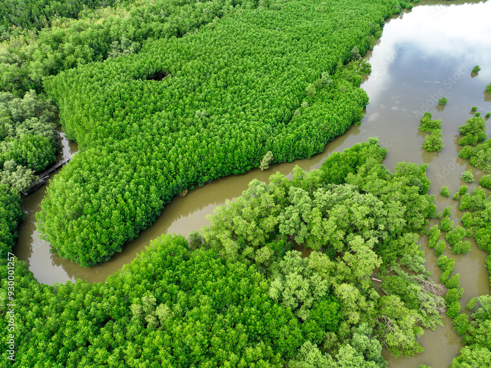Aerial view green mangrove forest. Natural carbon sinks. Mangroves ...