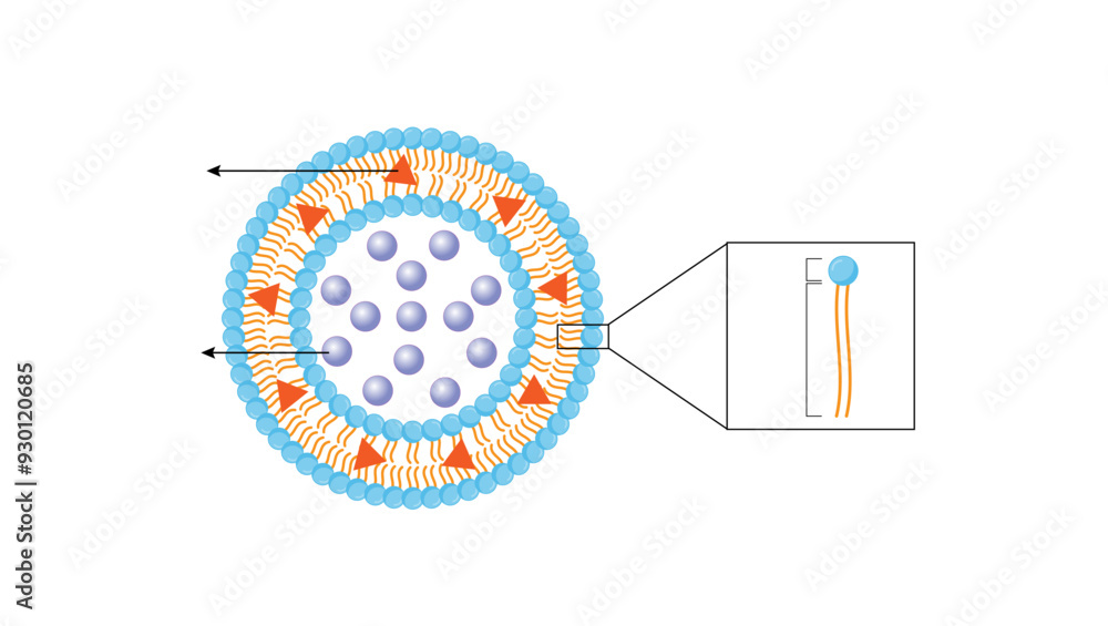 Liposome, with hydrophilic and hydrophobic loads. Phospholipid ...