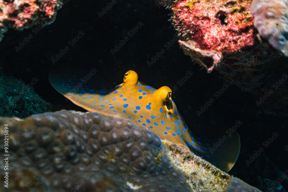 Blue spotted ray hiding in a cave face to face Stock Photo | Adobe Stock