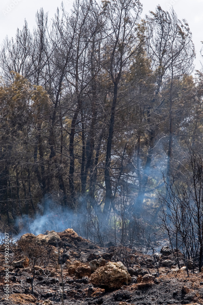 Forest fire area under extinguishing work Stock Photo | Adobe Stock