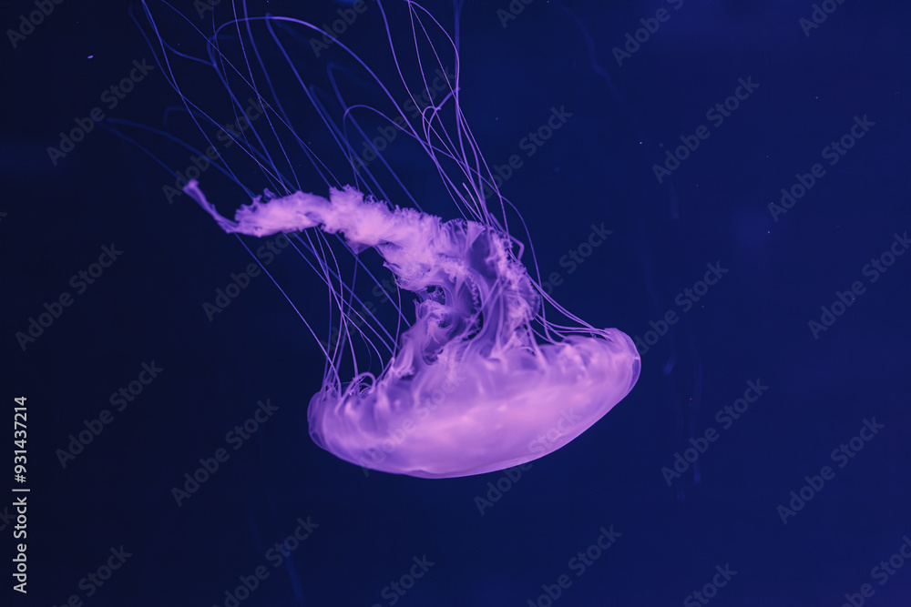 underwater photos of jellyfish chrysaora quinquecirrha jellyfish the ...