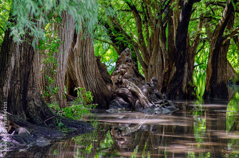 arboles, raices de arbol, camecuaro, michoacan, naturaleza, agua, Lago ...