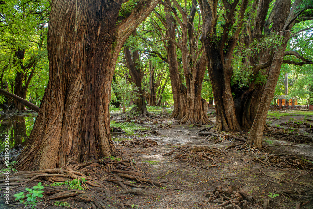 arboles, raices de arbol, camecuaro, michoacan, naturaleza, agua, Lago ...