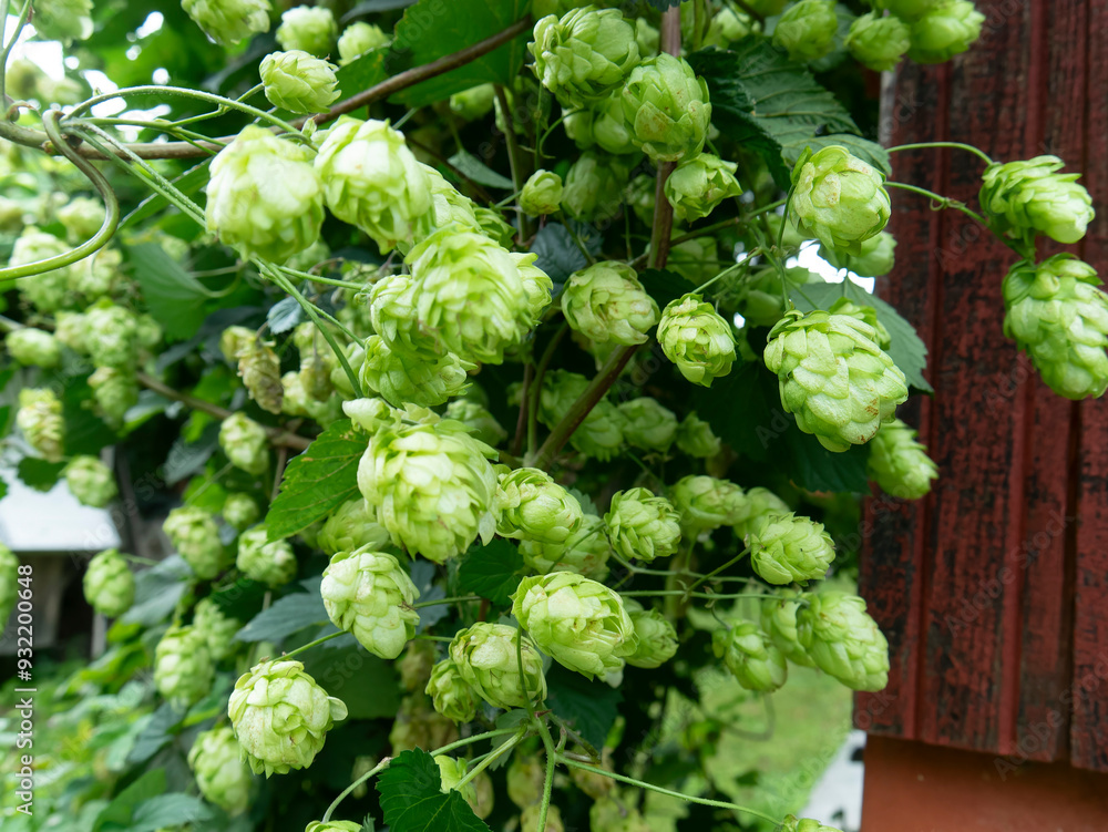 Lush Green Hop Plant Growing Vines in a Beautiful Garden Space for ...