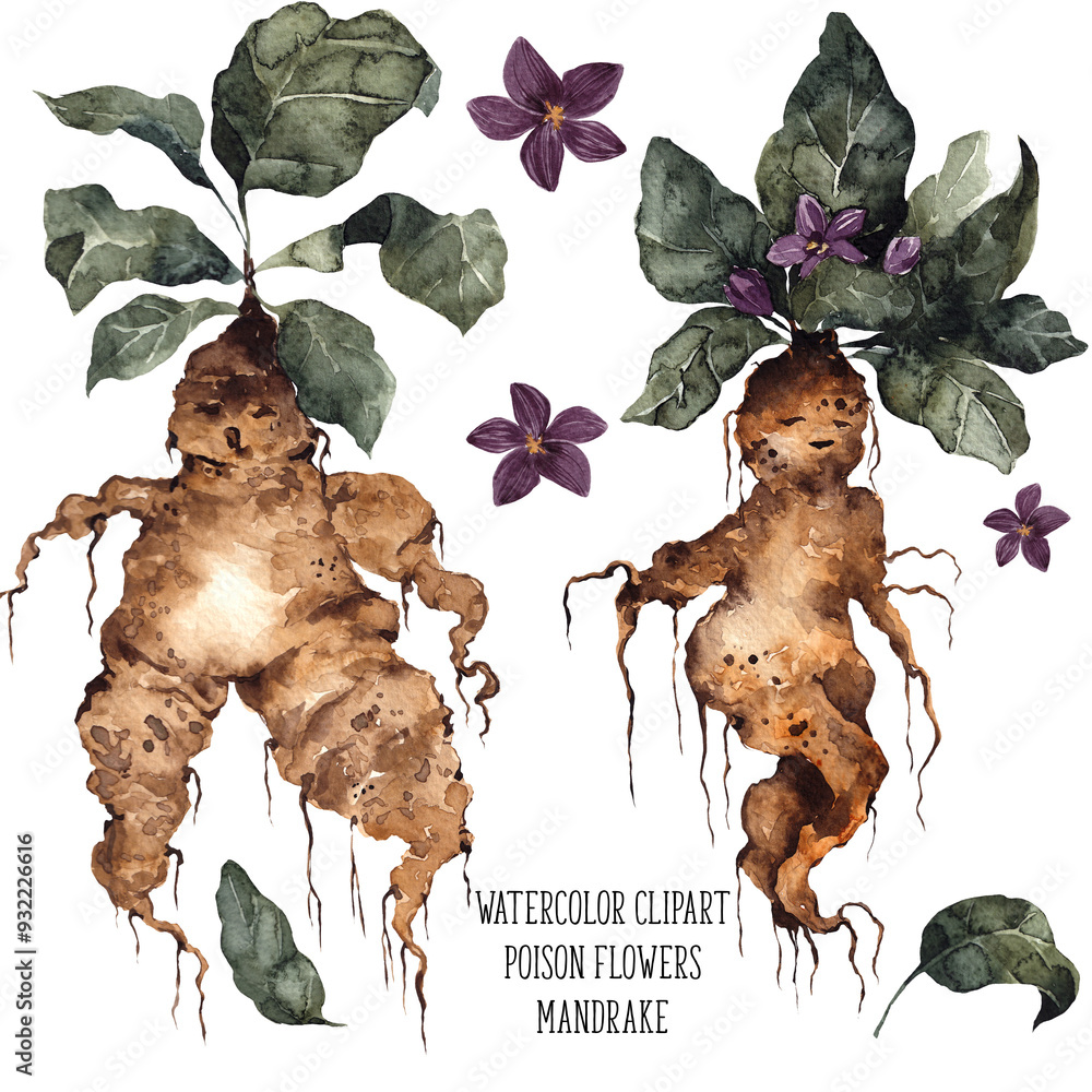 Watercolor clipart with hand draw poison floral, belladonna, mandrake ...