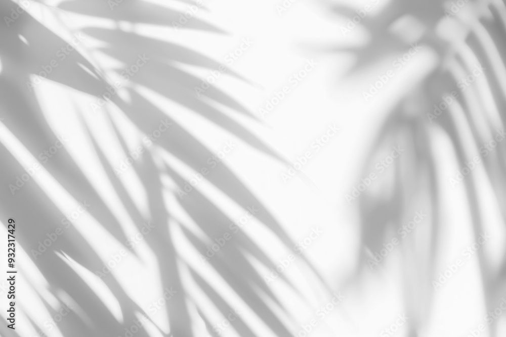 PNG *a photo of shadow of monstera*, frame design, no leaves, on solid ...