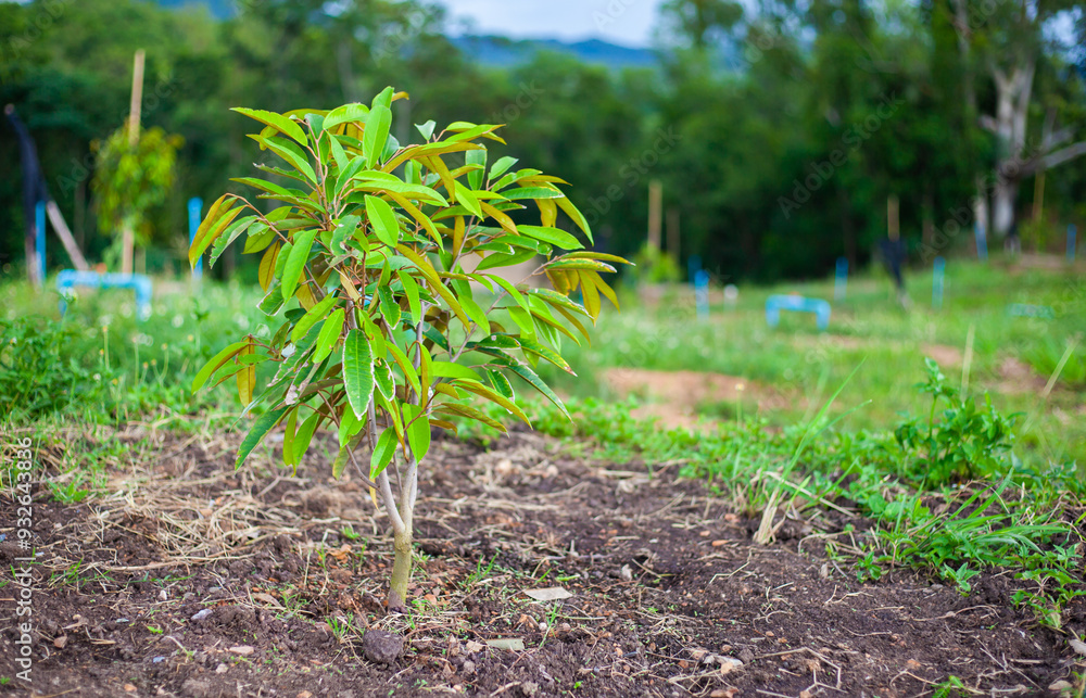 Durian cultivation in Thailand. One-year-old durian tree is growing ...