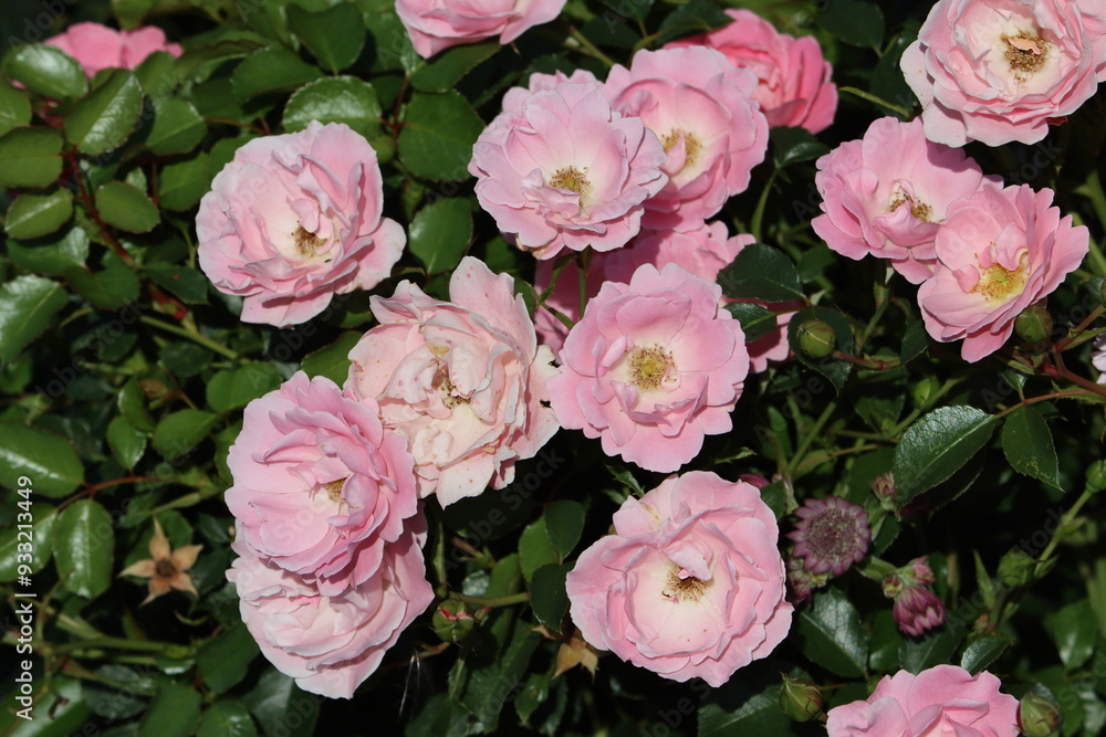 Sweden. Rosa 'Bonica 82', (aka MEIdomonac), is a shrub rose cultivar ...