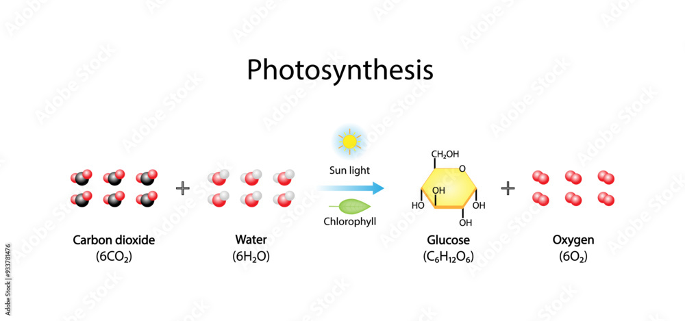 Photosynthesis process, photosynthesis equation formula, Biology ...